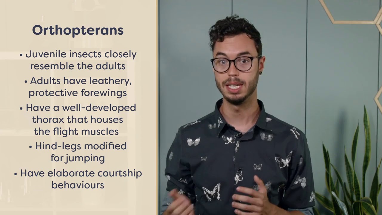 01.06 Major Insect Orders - Bugs 101: Insect-Human Interactions