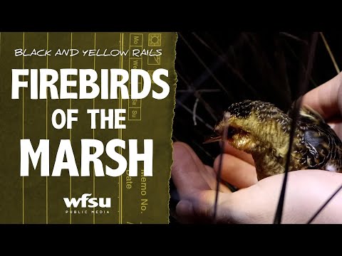 Rail search: deep in the marsh, a firebird hides