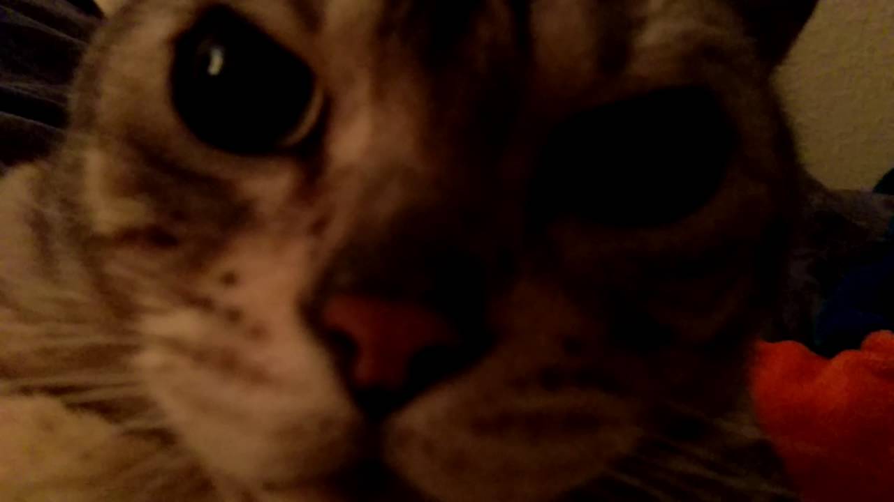 Embarrassed Cat is Fat