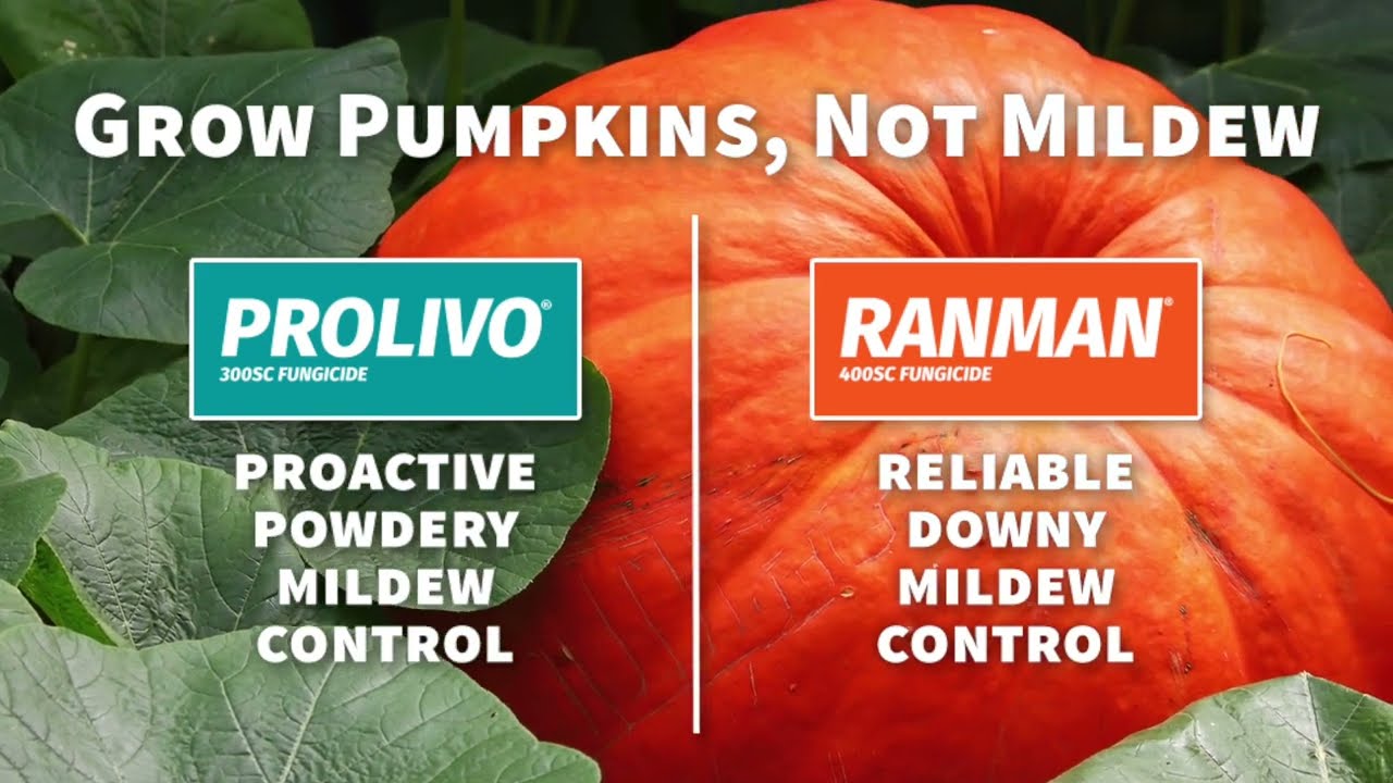 Grow Pumpkins, Not Mildew with Prolivo & Ranman Fungicides