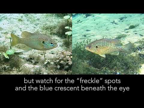Spotted Sunfish – Florida Springs Institute