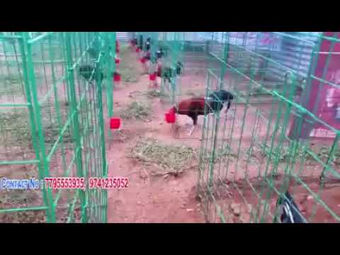 Layer Chicks - Wholesale Price & Mandi Rate for Poultry Layer Chick