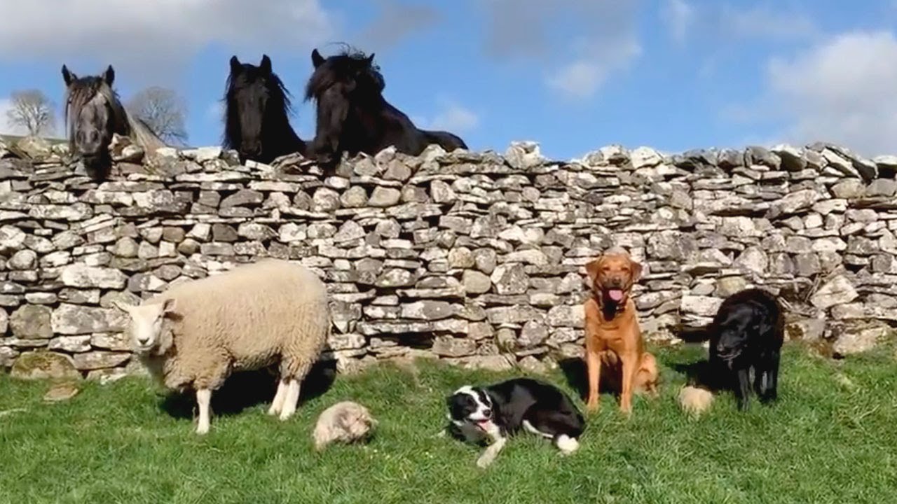 VIDEO: Ella es Bella, una oveja convencida de que es un perro - Quinta ...