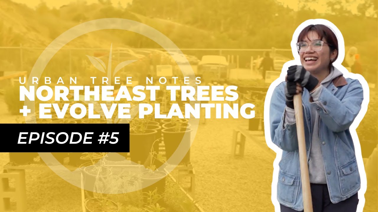 Using Native Plants for Urban Forestry | Northeast Trees | One Tree Planted