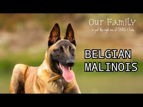 One of the Most Smartest Dog in the world the BELGIAN Malinois |Breed| by Rev.Fr. Lucien Banaag