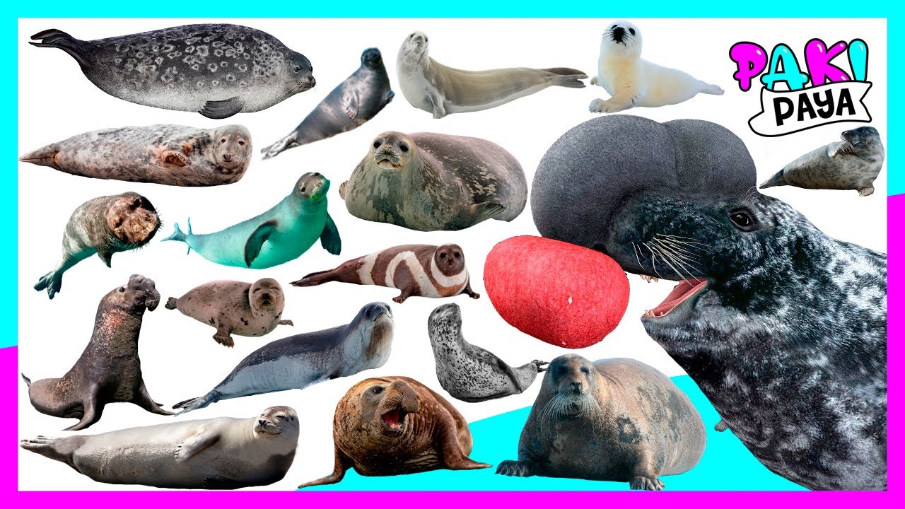 TYPES OF SEALS AND ELEPHANT SEALS! PINNIPEDS - TYPES OF SEALS AND ELEPHANT SEALS AROUND THE WORLD