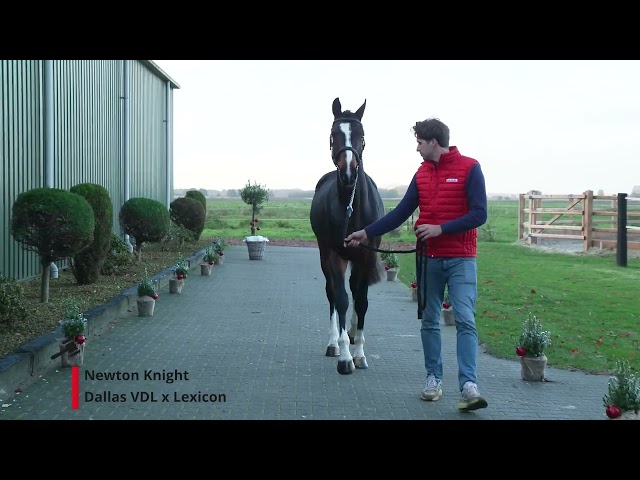 Horse Sales. Auction | Newton Knight