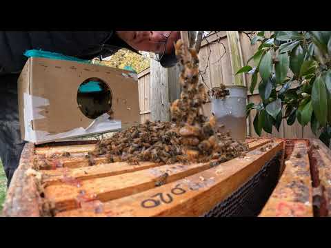 How To Install Package Bees