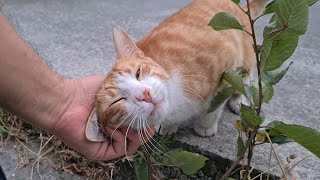 Orange Cat Very Hungry By Meow Watch HD Mp4 Video Download Free