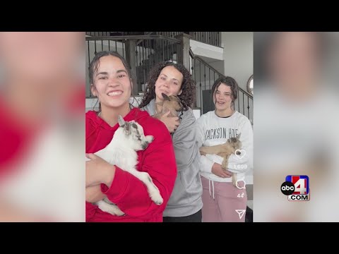 From Barnyard to Billboard: Sisters go viral for singing their goats to sleep