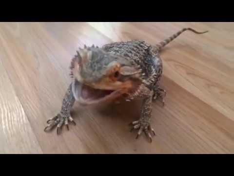 Lizard Snacks! – Lee Duigon