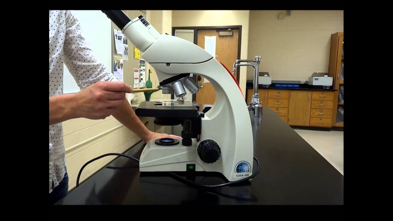 Lab 2: Part 2 - How to use a microscope