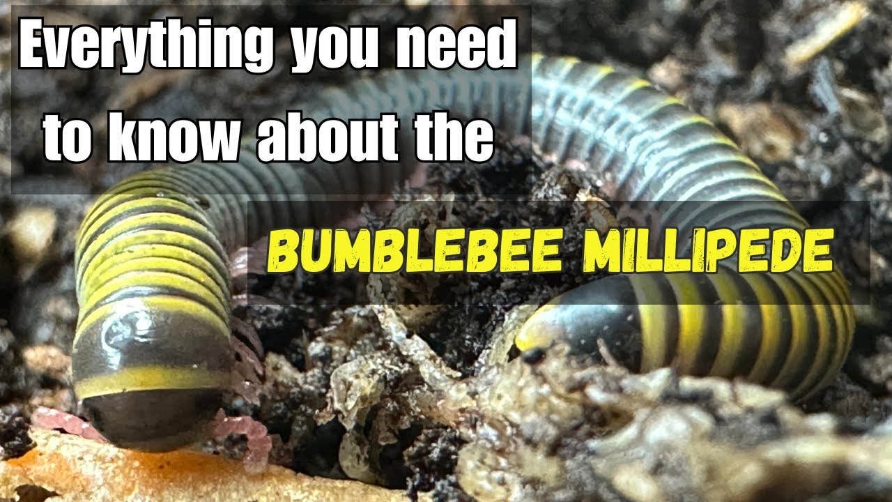 Everything You Need To Know About Bumblebee Millipedes!