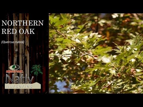 Northern Red Oak ( Quercus rubra)