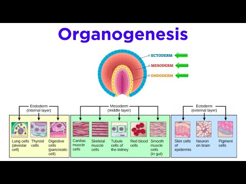 Stages of Animal Development: Cleavage, Gastrulation, Organogenesis