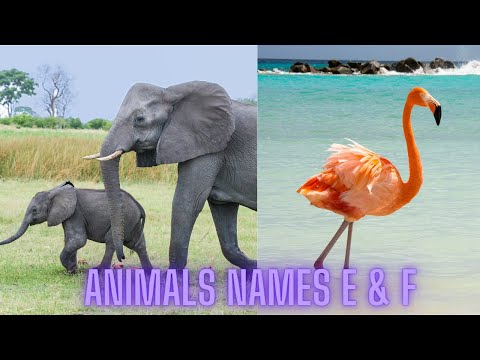 Animals ๐๐ฆ๐ฆ
๐ ๐ฆnames starts with E & F | for kids| @ toddlers |E&F animal, birds & insects name