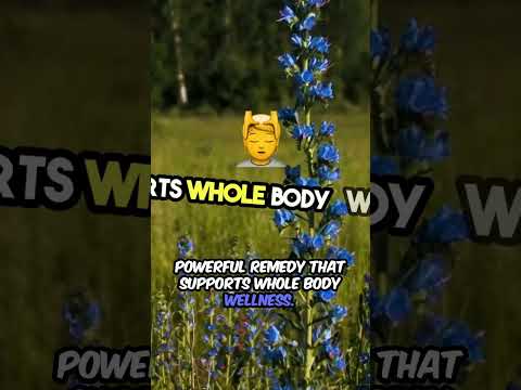 The Powerful Benefits of Anise Hyssop