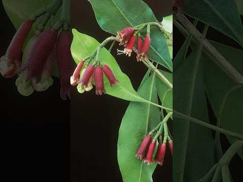 Amazing Clove Tree: Nature’s Powerful Spice #shorts #clove #plantlovers #plants @Plants-World