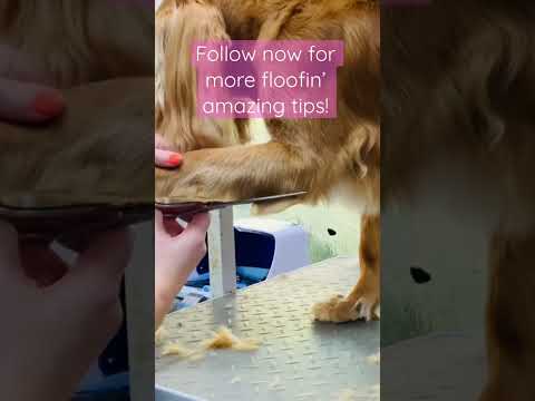 Spaniel leg trim #lovemud #doggroomingforbeginners #howto #doggrooming #spaniel #cockerspaniel #dog