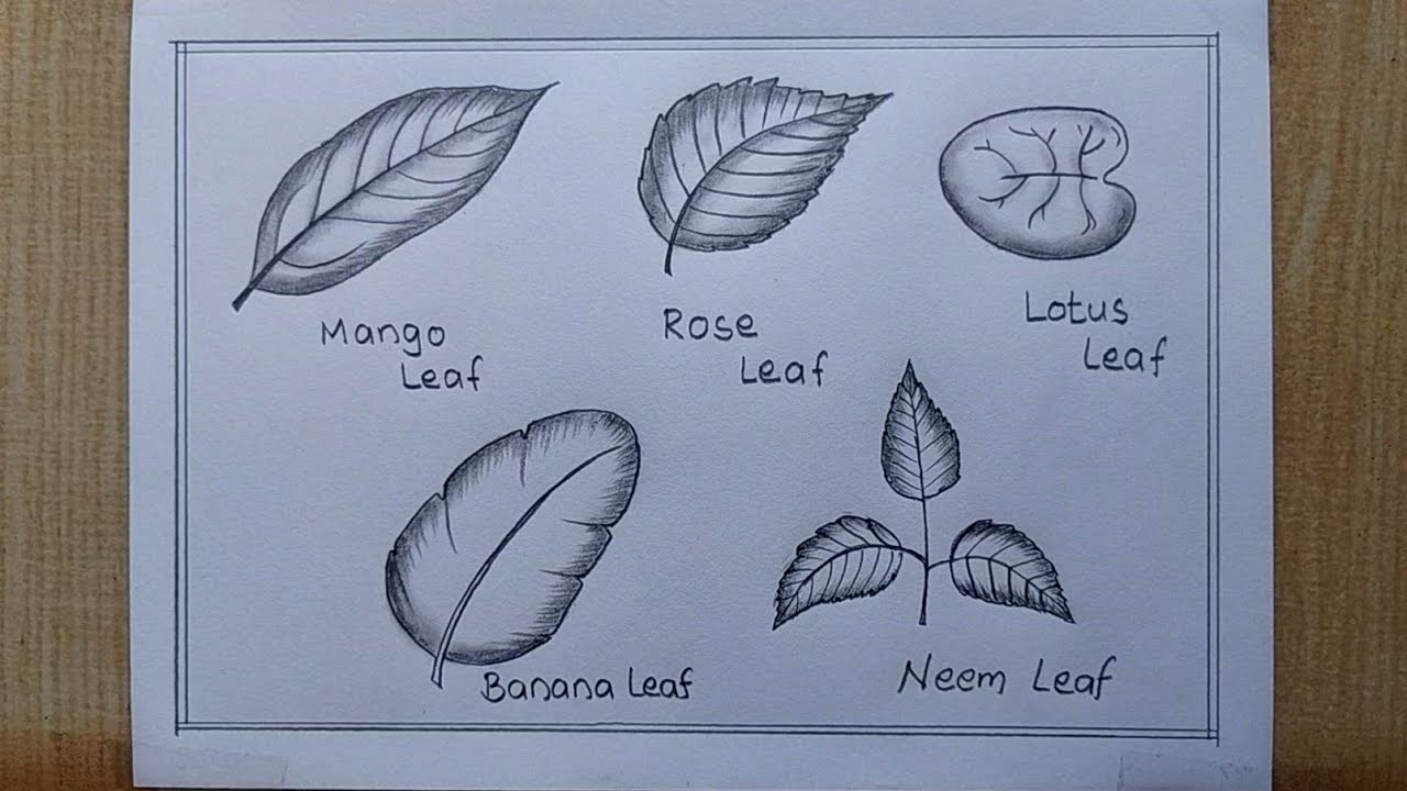 Different types of Leaves drawing| Pencil drawing| How to draw 5 different types leaves drawing