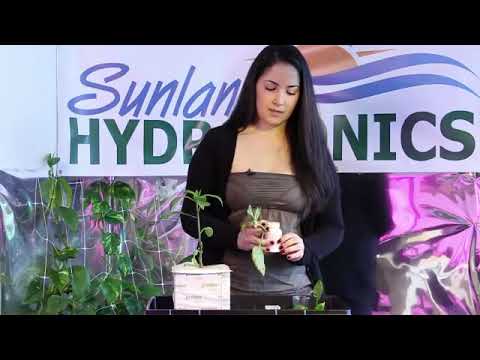 How to Clone Chili Pepper Plants