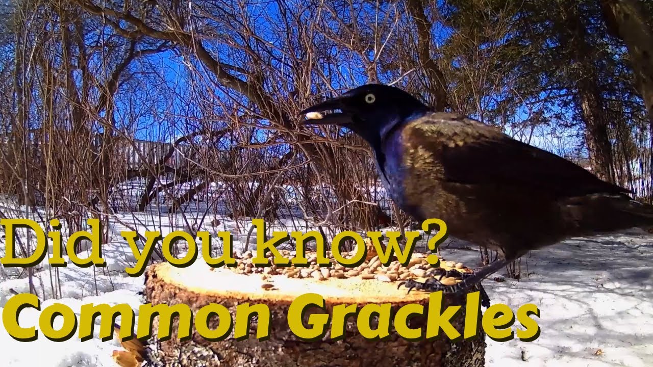 Did You Know? Common Grackles.