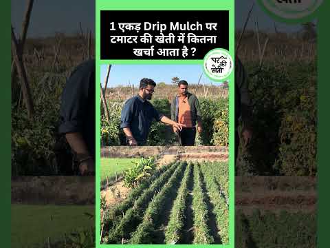 Ek ekad Drip Mulch Costing in Tomato Farming | Ghar Ki Kheti Hindi