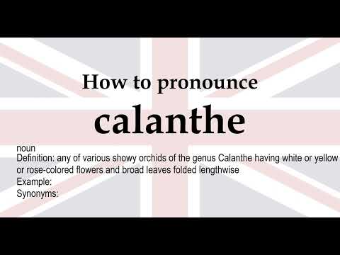 calanthe