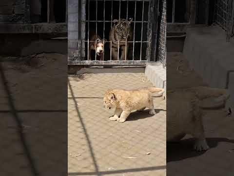Dog want to Play with Little Lion Cub | Nouman Hassan |