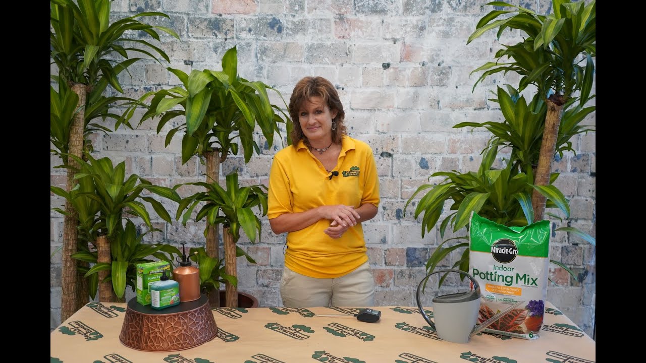 How to Care for a Corn Plant ENGLISH GARDENS