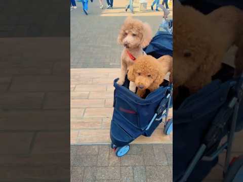 japanese dogs #Japan #dogs #shorts