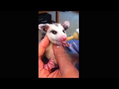 Baby opossum bottle feeding
