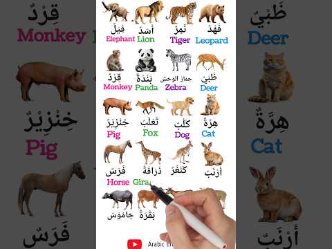 Animals الحيوانات arabic #english #arabiclanguage #englishlanguage #learnarabicarabicwords