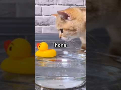 5 Reasons Cats Love to Play with Water #cat #pets #felinebehavior