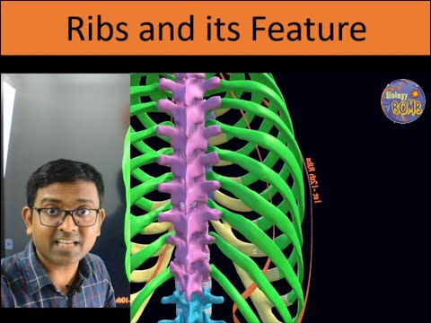 Structure of Ribs I NEET I Dr Kunal Tatte (KT)
