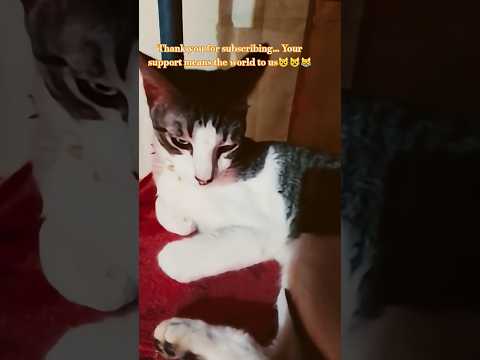 ๐ซ๐ฎ2483๐ซ๐ฏ...how cats see us...โค๏ธ๐งก๐๐๐พ๐๐๐
๐ผ๐๐น๐๐บ๐คฉ๐ฟ๐ซ ๐ฝ๐๐ธ๐ฅน๐บ๐ฅด๐๐ค๐ค#how #cats #furry #catlovers #trending #facts