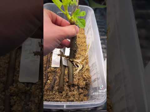 The sand propagation method!!