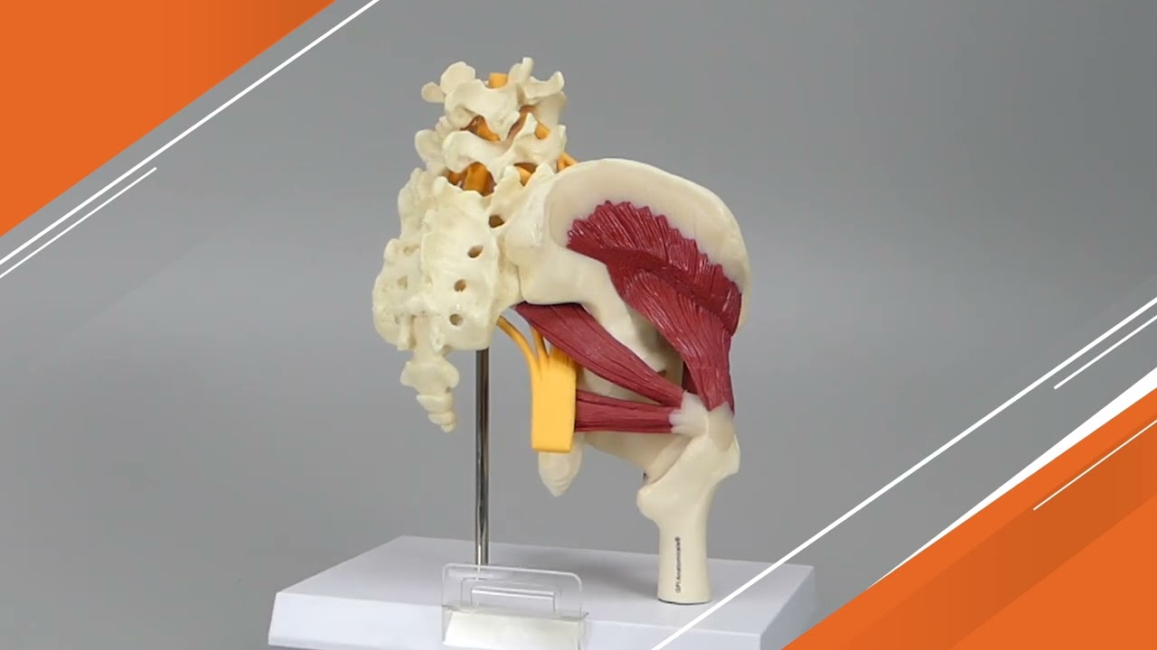 Muscled Hip with Sciatic Nerve Model | AnatomyStuff