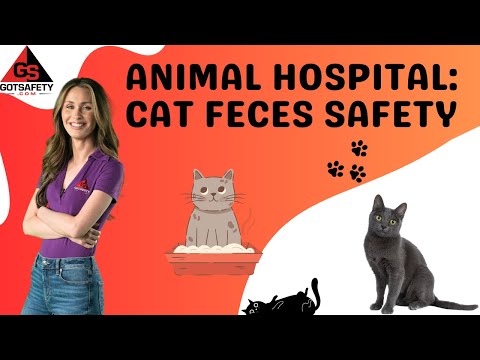 Cat Feces Safety for Veterinary Staff |Understanding Risks
