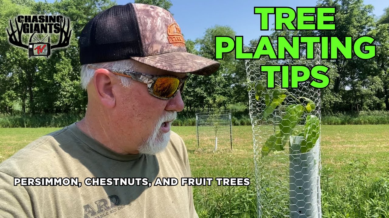 Chasing Giants TV - Protecting Persimmon & Chestnut Trees - Deer Browse | Don Higgins’ Orchard Tips