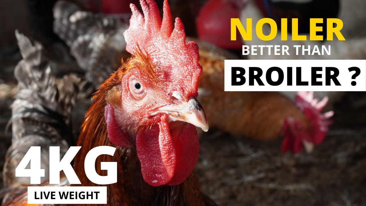 Shocking Truth About Noiler Chicken Breed VS Broiler Chicken