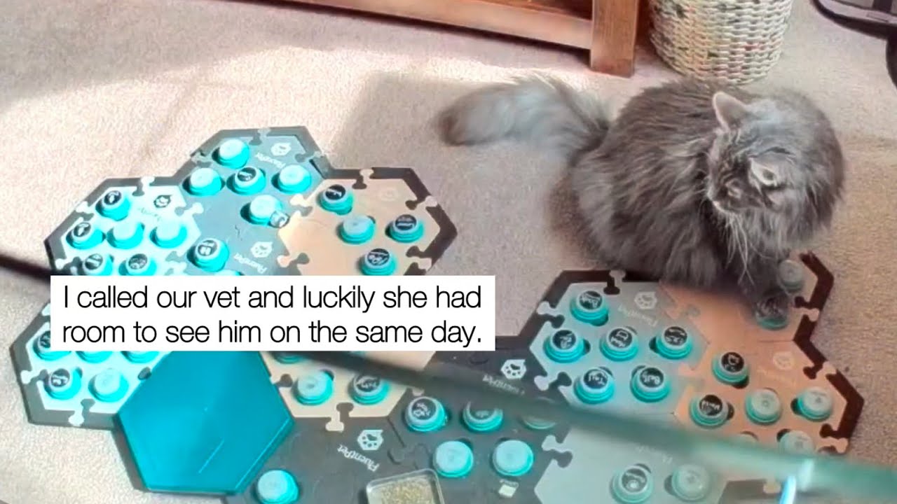 How a Cat's Talking Buttons Helped Alert Its Owner to a Health Crisis ...