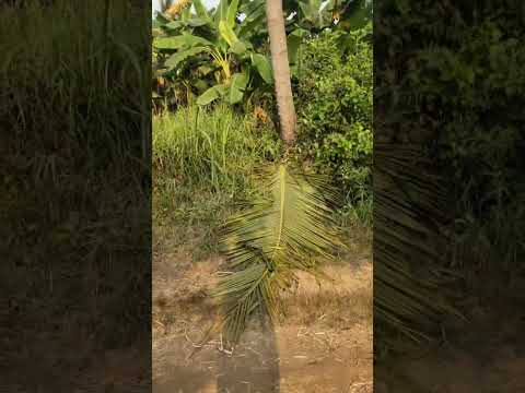 coconuts fall down #crazy