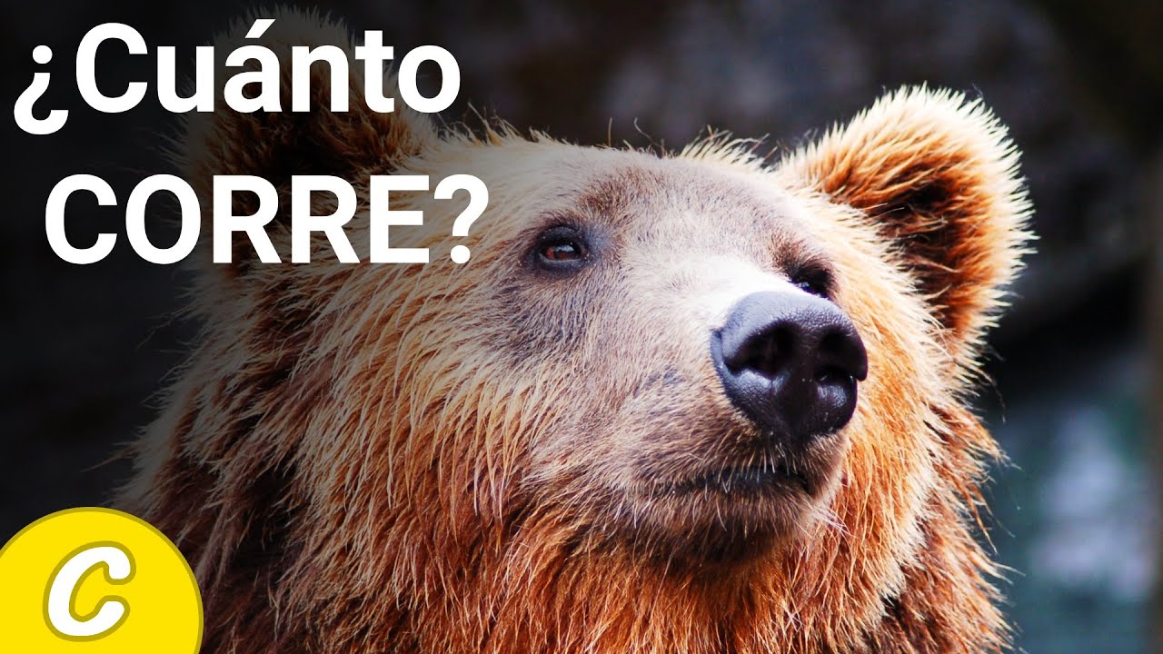 😲 ¿A qué VELOCIDAD puede Correr un OSO? ⚡