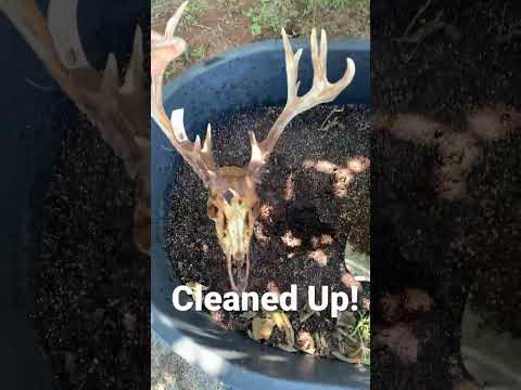 Easy Way To Do a Euro mount! Deer mount