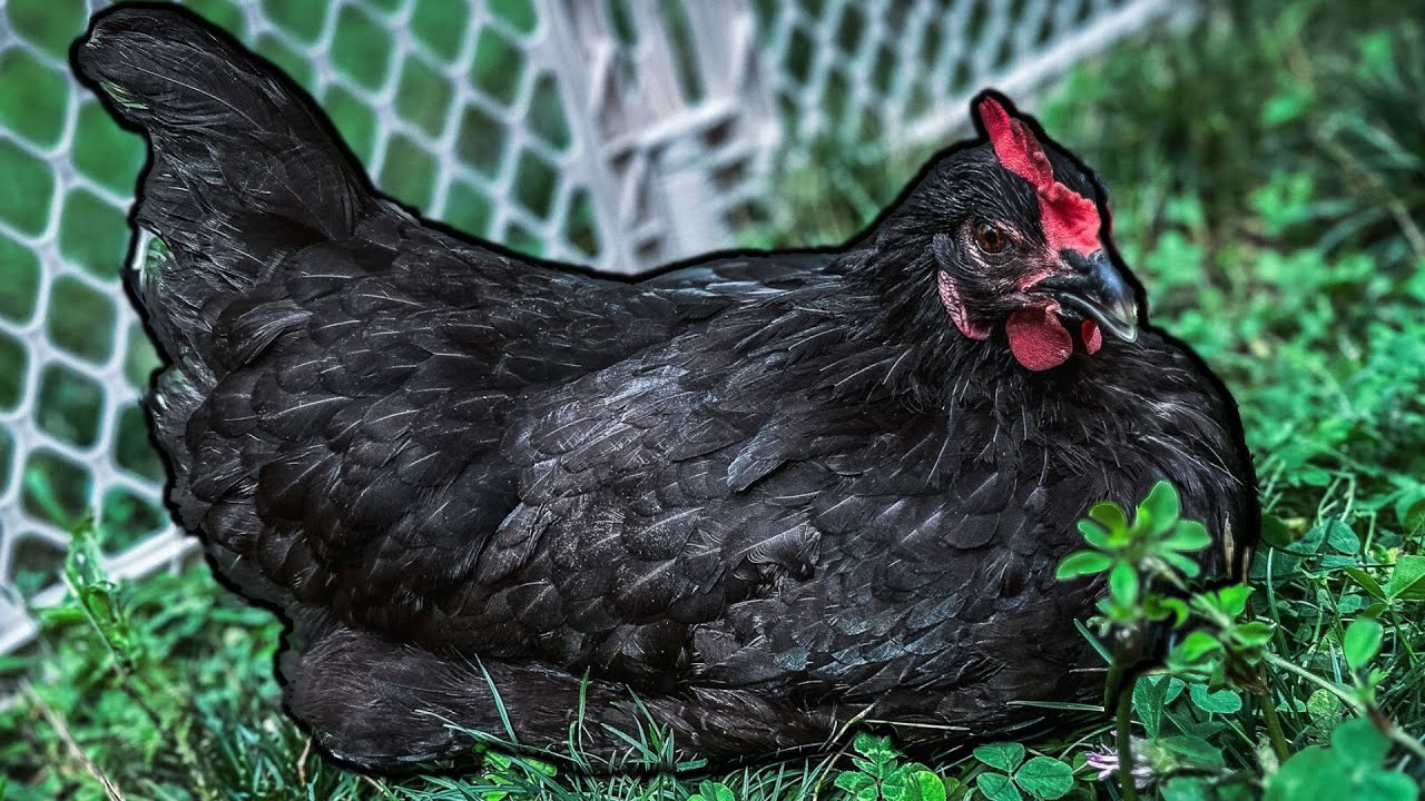 CHICKEN IS PARALYZED, CAN'T WALK WITH CURLED TOES | How we saved our sick hen | 2023