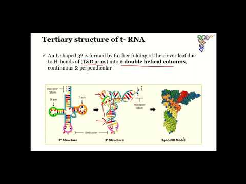 #RNA #nucleicacid #DNA What is Ribonucleic Acid?