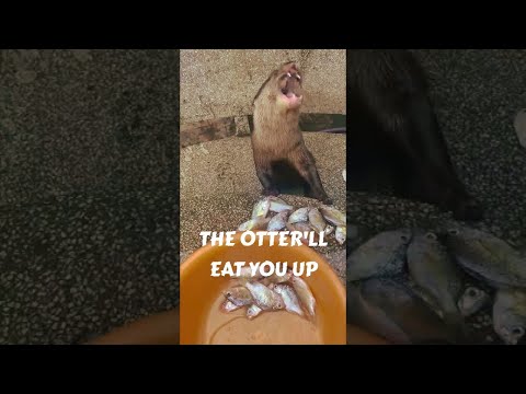 Otter Excited To Eat Mojarra Fish For The First Time