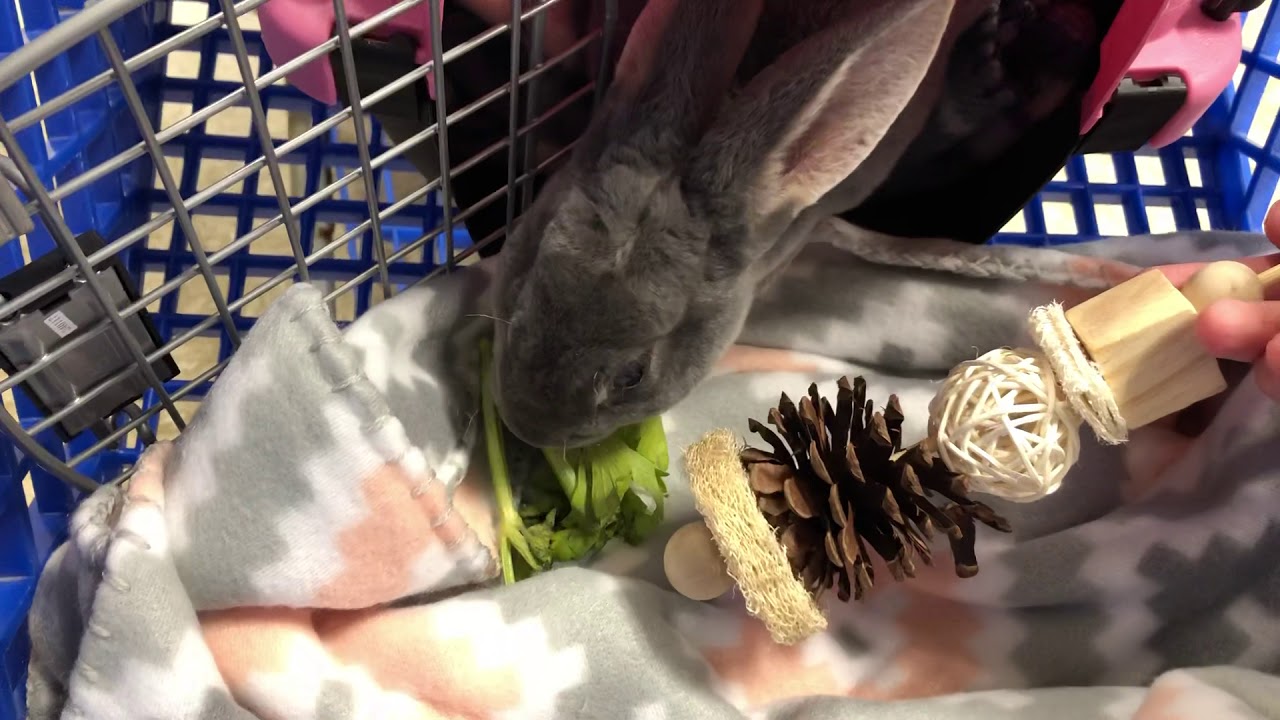 My bunny shopping at Petsmart