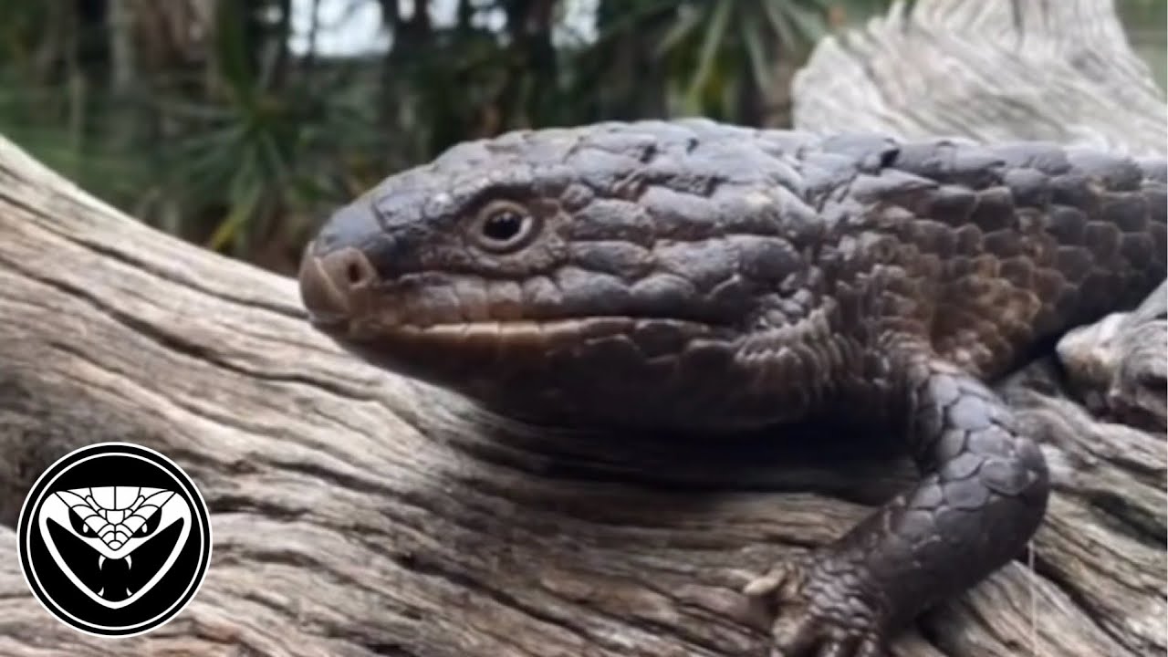 Basic set up/ care: Shingleback skinks